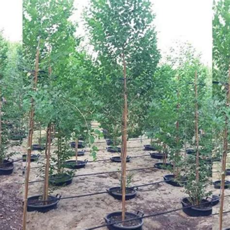 Sidr Tree Ziziphus Spina Christi Royal Plants And Flowers