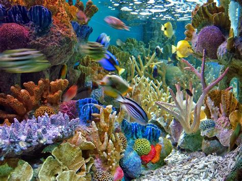 59 Gaya Terbaru Gambar Pemandangan Alam Bawah Laut Sketsa Pemandangan