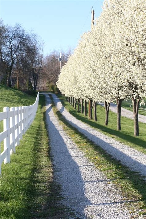 Grass Driveway Artofit