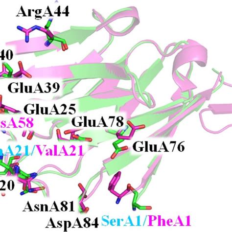 Identified Key Residues In The Cd2cd58 Interaction A Occupancy