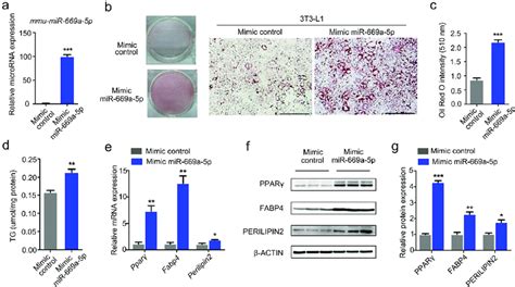 Mir 669a 5p Promotes The Differentiation Of 3t3 L1 Cells 3t3 L1
