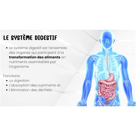 Le Système Digestif