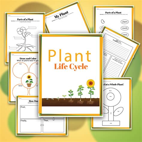 Plant Life Cycle Printable