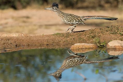 Birdlife International On Linkedin 🤔 Did You Know That The Greater