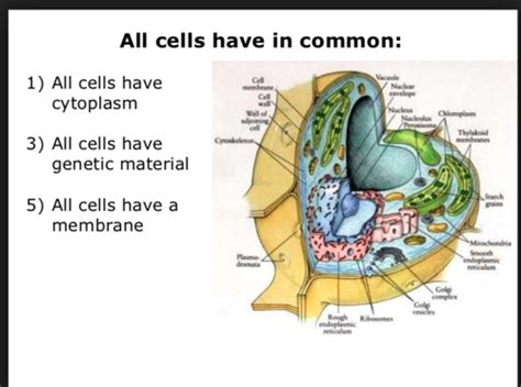 Chapter 1 2 Ultrastructure Of Cells Flashcards Quizlet