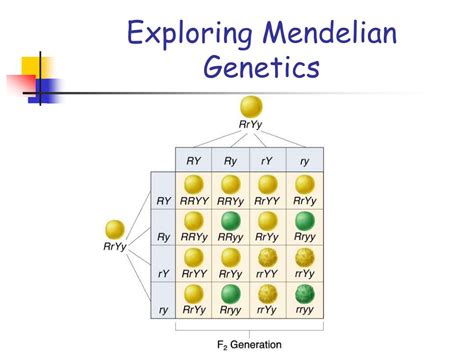Ppt Classical Genetics Powerpoint Presentation Free Download Id118031