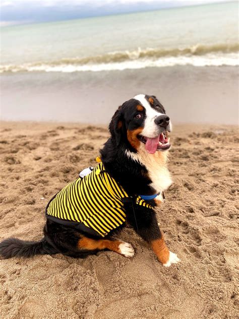 The Best Halloween Costume Ideas For Pets