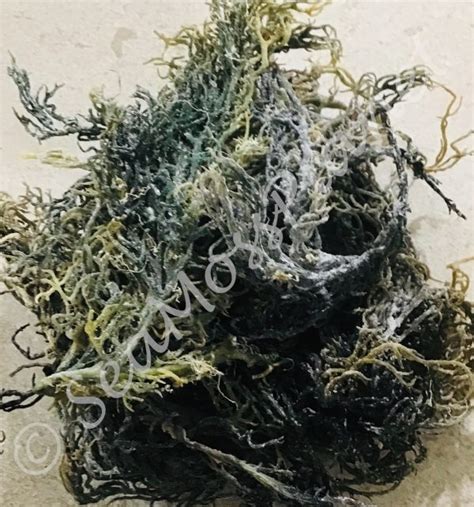 Rare Green St Lucia Dry Wildcrafted Sea Moss Buy 2 Get 1 Free 100 Real