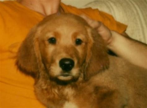 Love At First Bite Rescued By Goldens Dan Perdios