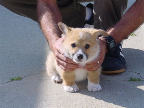 Ocd Obsessive Corgi Disorder Threecorgis Fuzzy Fuzzball Hambone