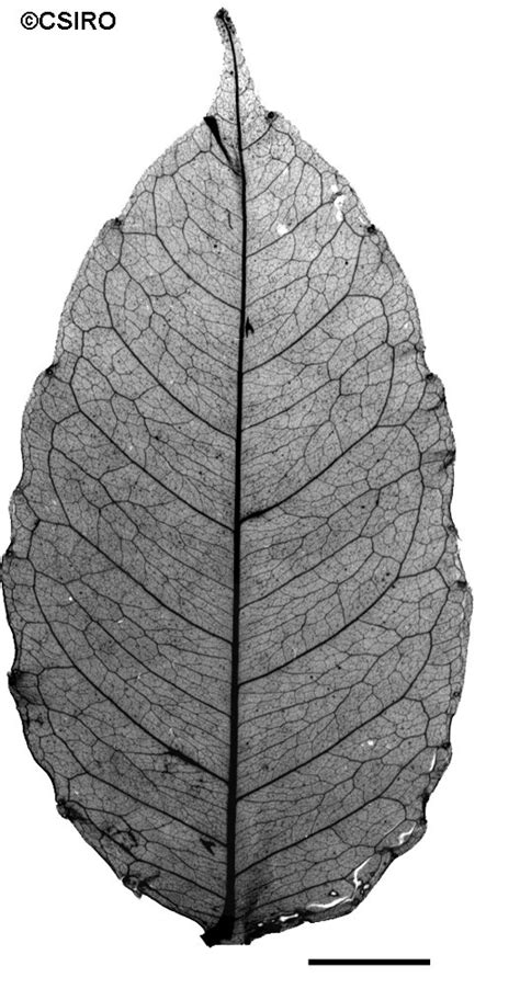 Zanthoxylum Nitidum