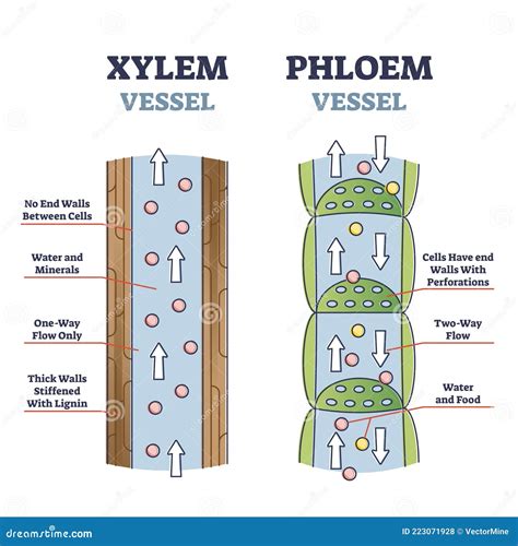 Xylem And Phloem Biological Structure Scheme Of Inner Vascular In