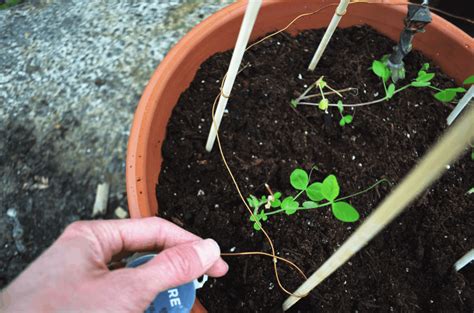 How To Make An Easy DIY Trellis For Potted Plants Hilltop In The Valley