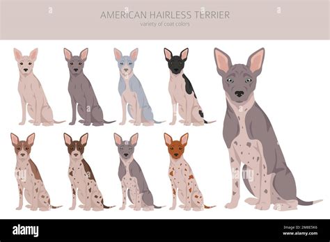 American Hairless Terrier All Colours Clipart Different Coat Colors