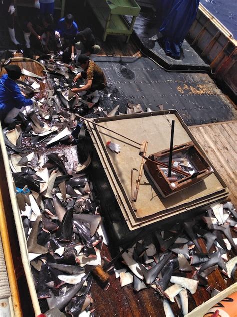 Exclusive Shark Finning Rampant Across Chinese Tuna Firms Fleet
