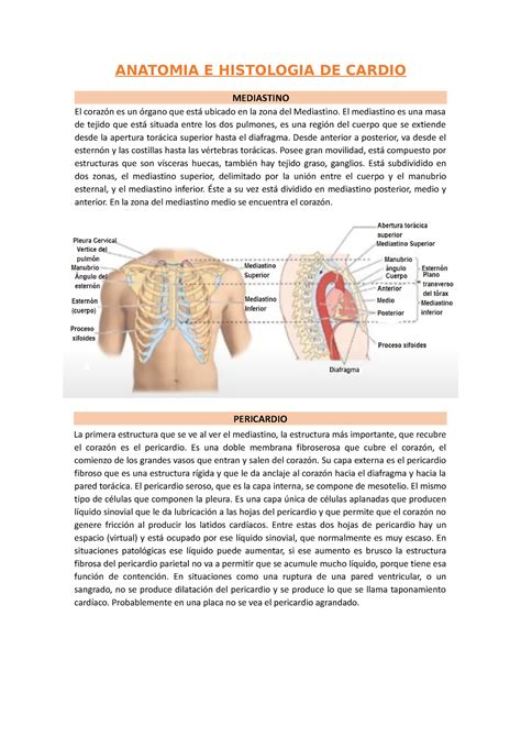 23 Anatomia Cardio Terminado ANATOMIA E HISTOLOGIA DE CARDIO