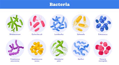 다양한 유형의 박테리아 세트 병원성 및 유익한 미생물 또는 미생물이 포함된 의료 인포그래픽 또는 다이어그램 인체 마이크로바이옴 플랫 벡터 일러스트 레이 션 건강한 생활방식에