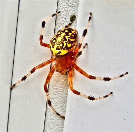 Marbled Orb Weaver Spider Photograph By Kathy Ozzard Chism Fine Art