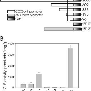 Analysis Of GUS Activity Driven By Truncated Forms Of The COX5b 1