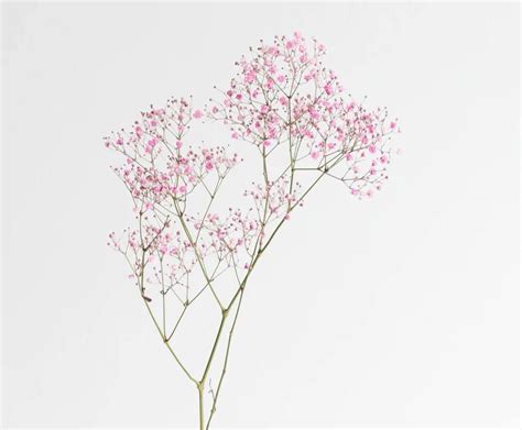 Гипсофила розовая