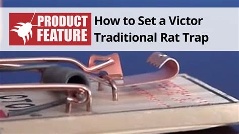 How To Set A Victor Traditional Mouse Trap Youtube