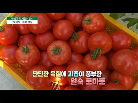 방방콕콕 제철이 간다 슈퍼 푸드 토마토 YouTube