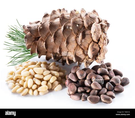 Pine Nut Cone And Pine Nuts On The White Background Organic Food Stock