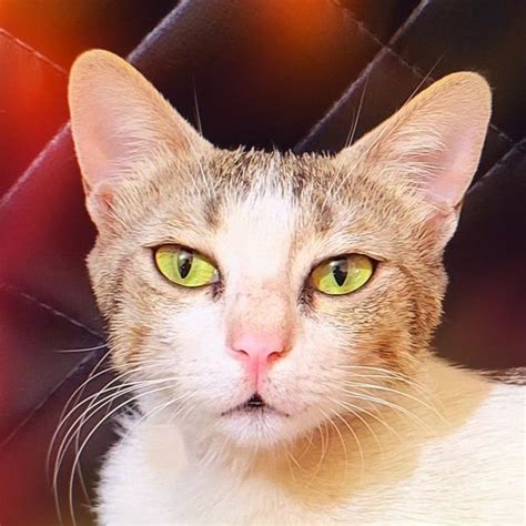 Follow Back Bot Followbackbotcat On Threads