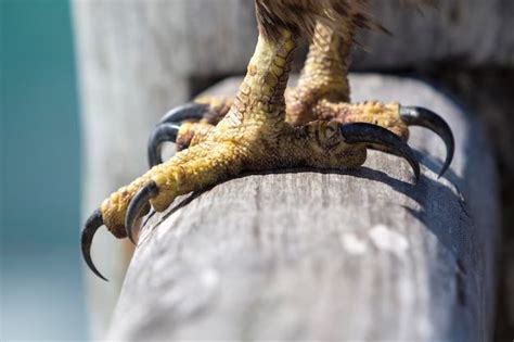 What Birds Have Claws On Their Feet Birdful