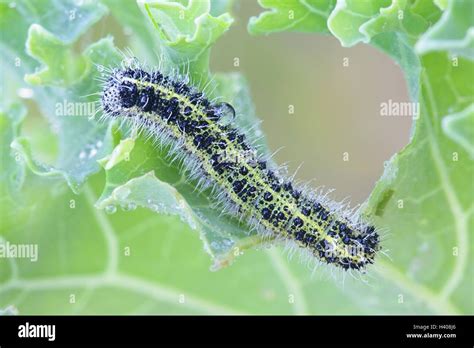 Larvae Of Large White Cabbage Butterfly Pieris Brassicae Eating