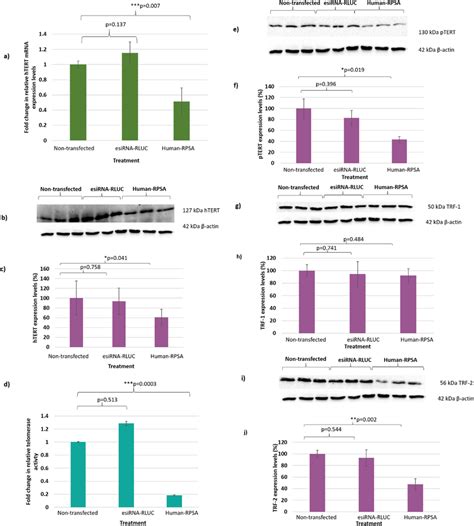 Effect Of Sirna Mediated Knock Down Of Lrplr On Telomerase And
