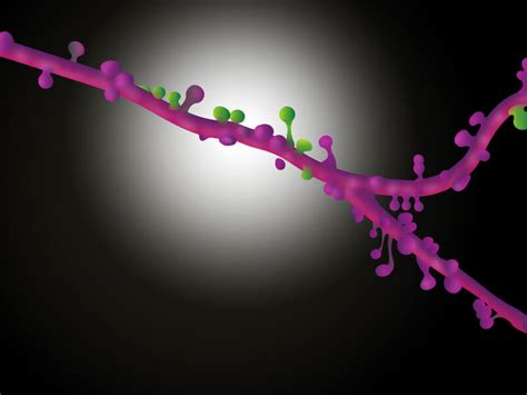 Neurons Form Synapse Clusters Max Planck Neuroscience Neurons Form Synapse Clusters Max Planck Neuroscience