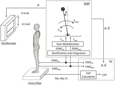 An Emg Based Human Computer Interface Used For Virtual Balancing Emgs