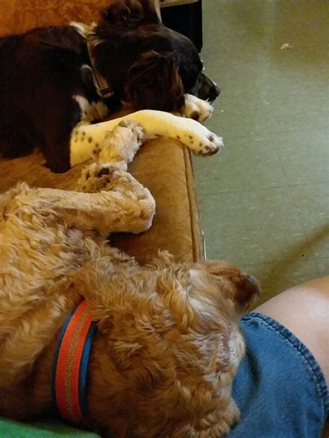 Copper And Penny Aka Marlie Copper Penny Copper Dogs