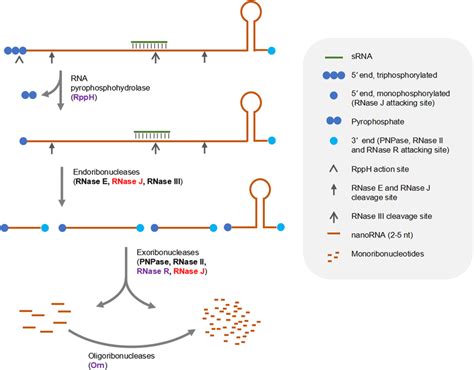 The Principal Pathway Of Messenger Rna Mrna Degradation In Bacteria
