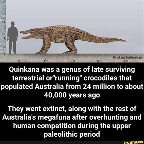 Quinkana Fortirostrum Quinkana Was A Genus Of Late Surviving