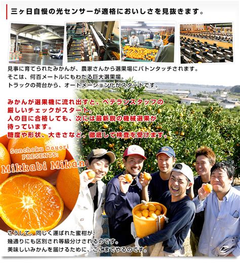 楽天市場静岡県より産地直送 JAみっかび 三ケ日みかん 誉れ Lサイズ 約4キロ ミカン 蜜柑 みかん 送料無料産直だより