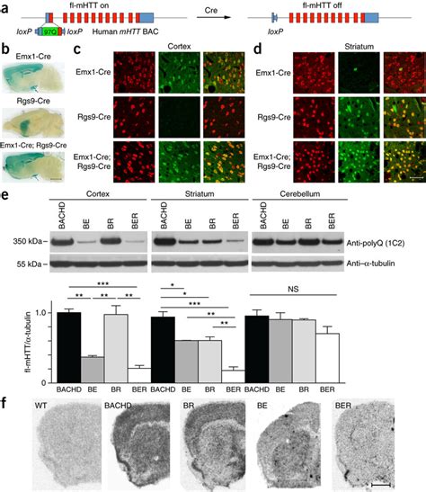 genetic reduction of human fl mhtt expression in neuronal populations