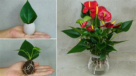 Propagation Of Anthurium From Leaves Planting Anthurium In Eggs 100