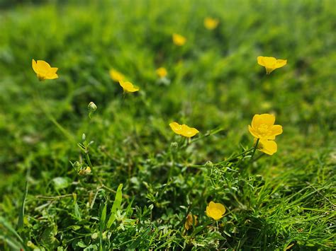 13 Plants That Are Poisonous To Goats