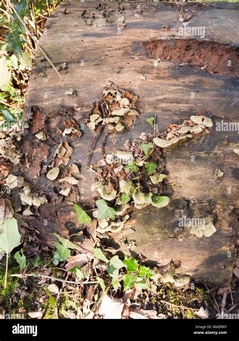Close Up Growing Green Bracket Fungus On Wooden Stump Essex England