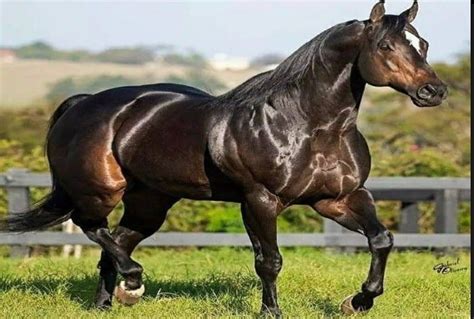 Omg घोड़े को दी ऐसी सजा दहल जाएंगे बाड़ पर ऐसे लटकाया आंतें बाहर आ गईं