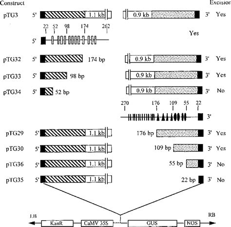 Figure 1 From Functional Dissection Of The Cis Acting Sequences Of The Arabidopsis Transposable