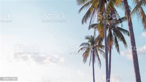 夏の背景に青い空に熱帯のヤシの木と太陽と雲 カラー画像のストックフォトや画像を多数ご用意 カラー画像 カリブ ココナッツ Istock