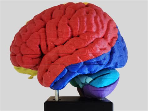 Cerebral Vascular Territories Model By Dan Man Md Makerworld