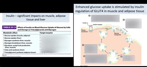 Lec 6 Met Insulin Signal Transduction 3 Diagram Quizlet