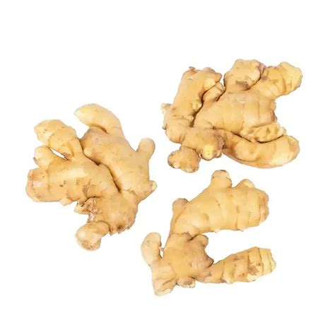 Freshly Harvested Ginger Straight From The Farm Buy Freshly Harvested Ginger Straight From The