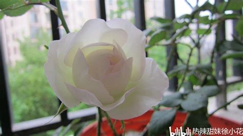 【徐小花de月季花】草莓杏仁饼的第一朵花花！ 哔哩哔哩
