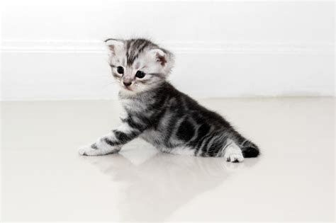 귀여운 칠레식 쇼트헤어고양이 고양이 새끼 복사 공간이 고양이 새끼에 대한 스톡 사진 및 기타 이미지 고양이 새끼 고양잇과
