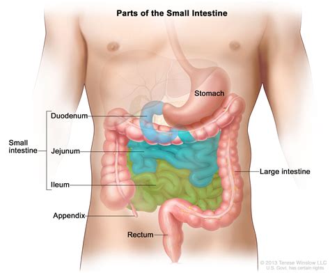 Ilium And Ileum Are Examples Of Key Digestive Structures